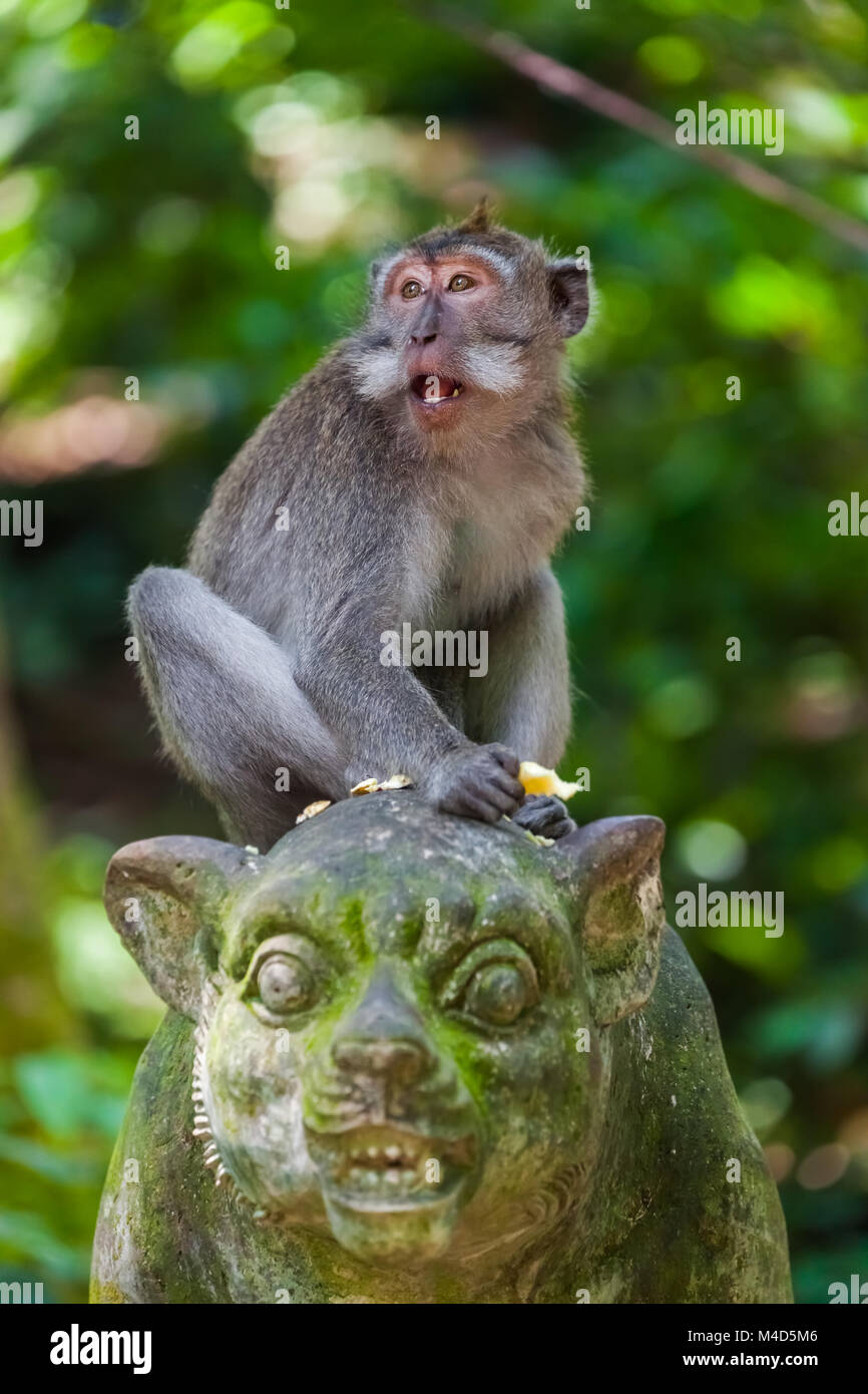 Monkey in bali eating jungle hi-res stock photography and images - Alamy