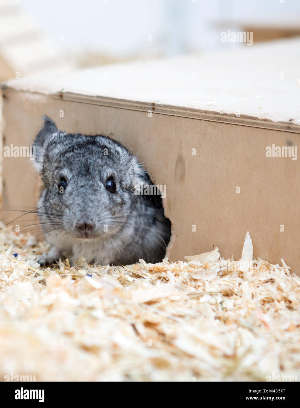 Chinchilla house hi-res stock photography and images - Alamy