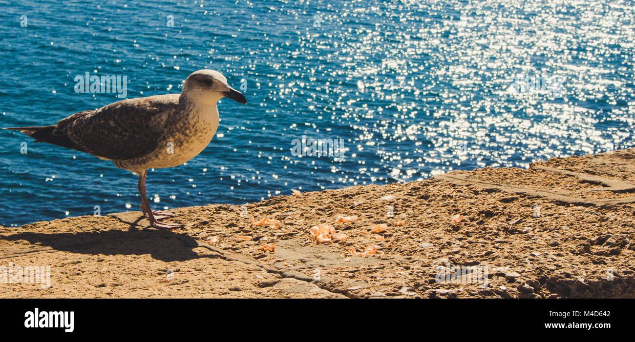 Gull. Seagull on the parapet of the waterfront of Cadiz Stock Photo - Alamy