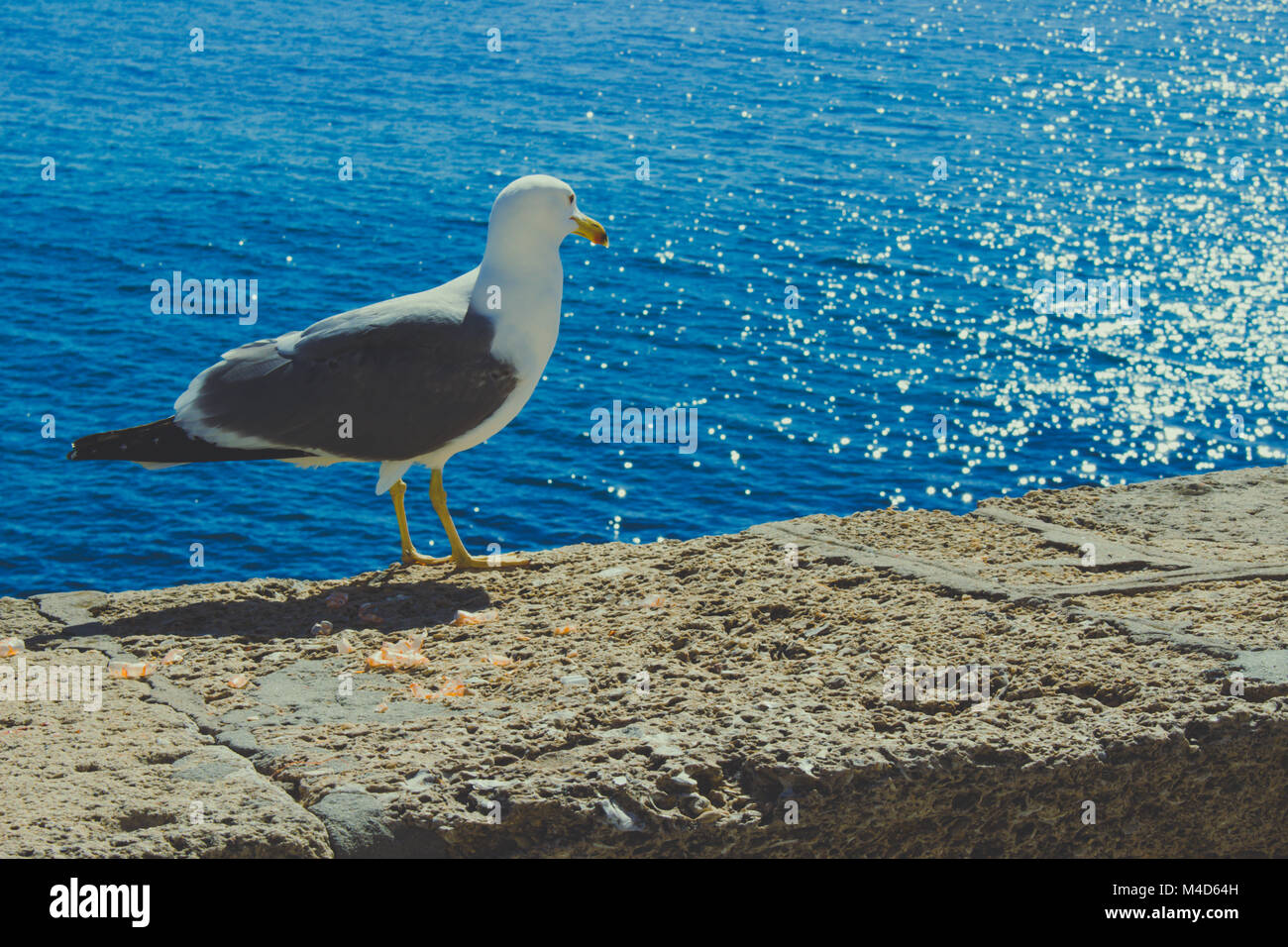 Gull. Seagull on the parapet of the waterfront of Cadiz Stock Photo - Alamy