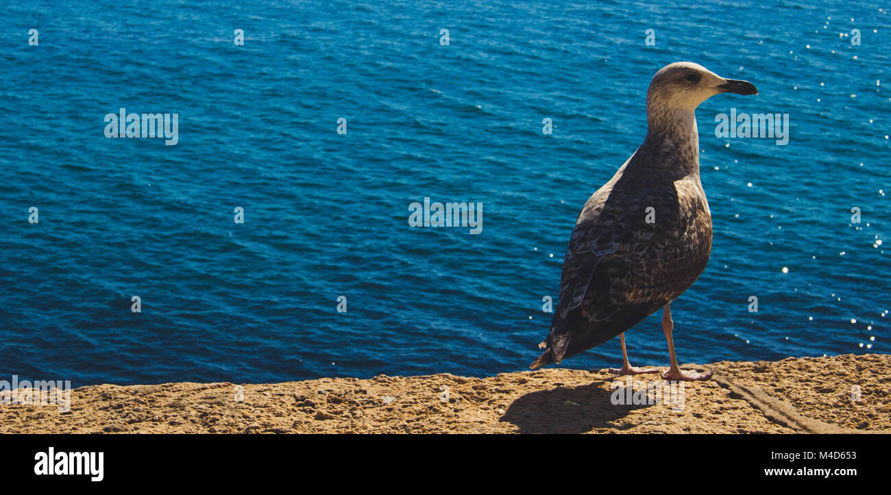 Parapet watching hi-res stock photography and images - Alamy