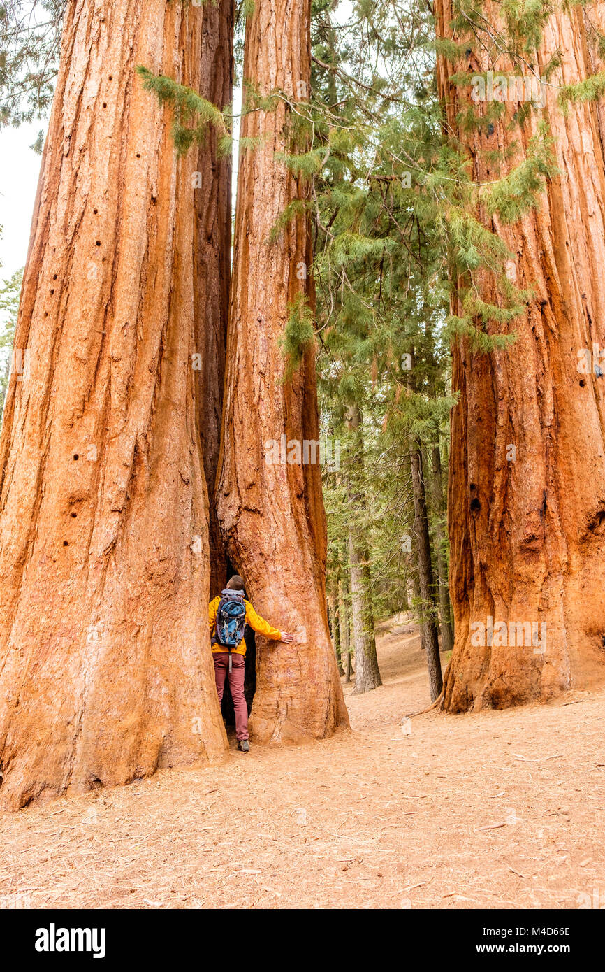 Hiking in sequoia national park hi-res stock photography and images - Alamy