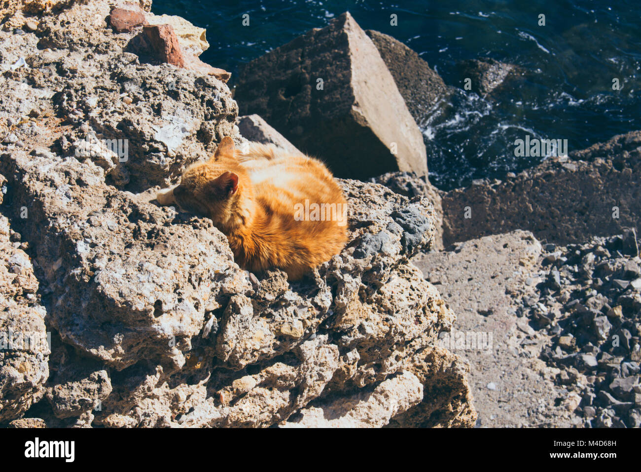 Cat. Port cats are basking in the sun. Port of Cádiz. Andalusia, Spain ...
