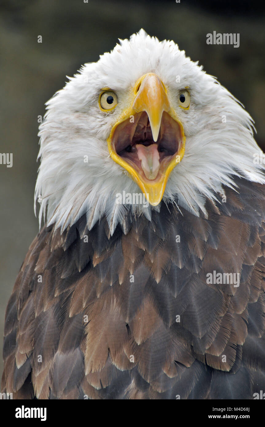 White headed eagle hi-res stock photography and images - Alamy