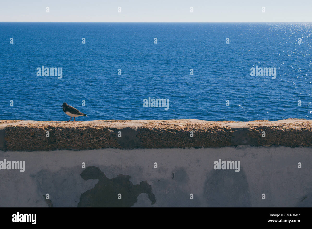 Bird small sea bird hi-res stock photography and images - Alamy