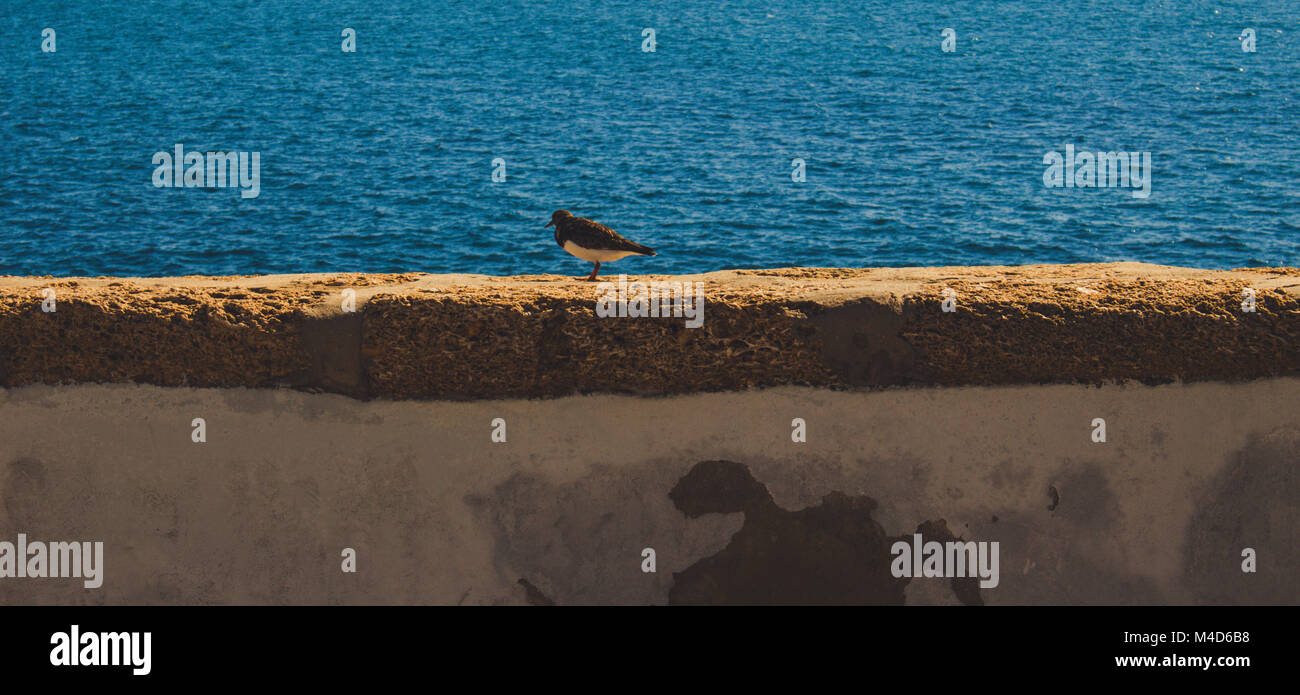Bird. A small sea bird on the beach in Cadiz Stock Photo - Alamy
