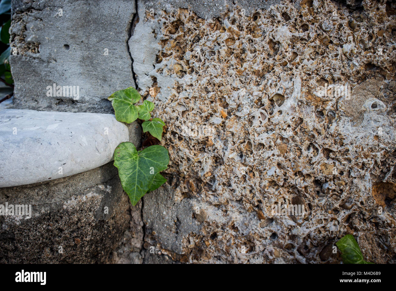 Plant. A green plant breaks through a stone wall Stock Photo - Alamy