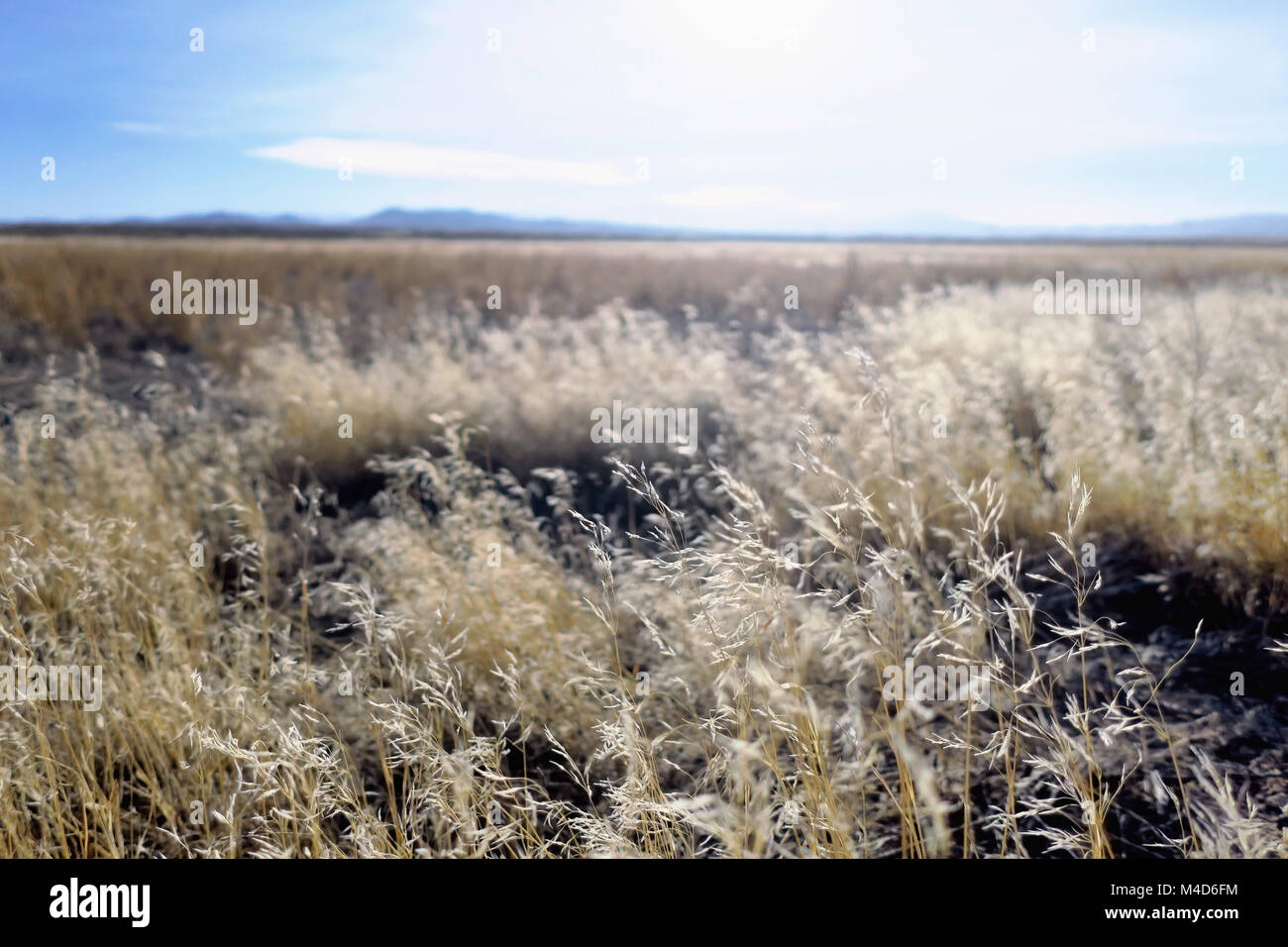 A field of golden yellow grass lit up at evening Stock Photo - Alamy