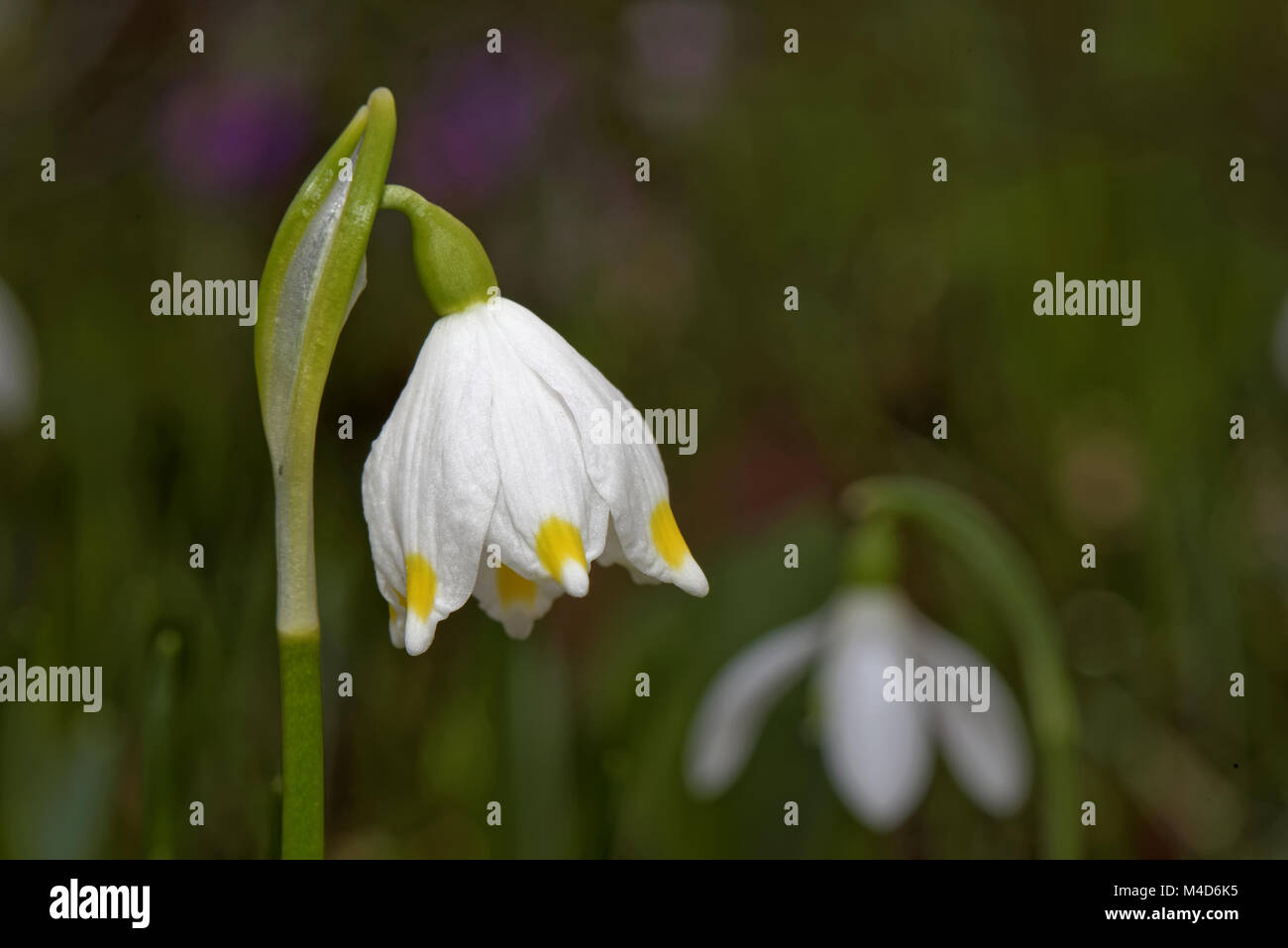Spring snowflake hi-res stock photography and images - Alamy