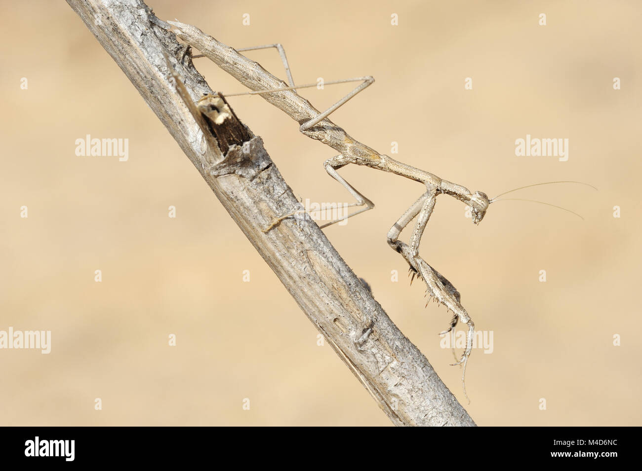 small mantis on a branch Stock Photo - Alamy