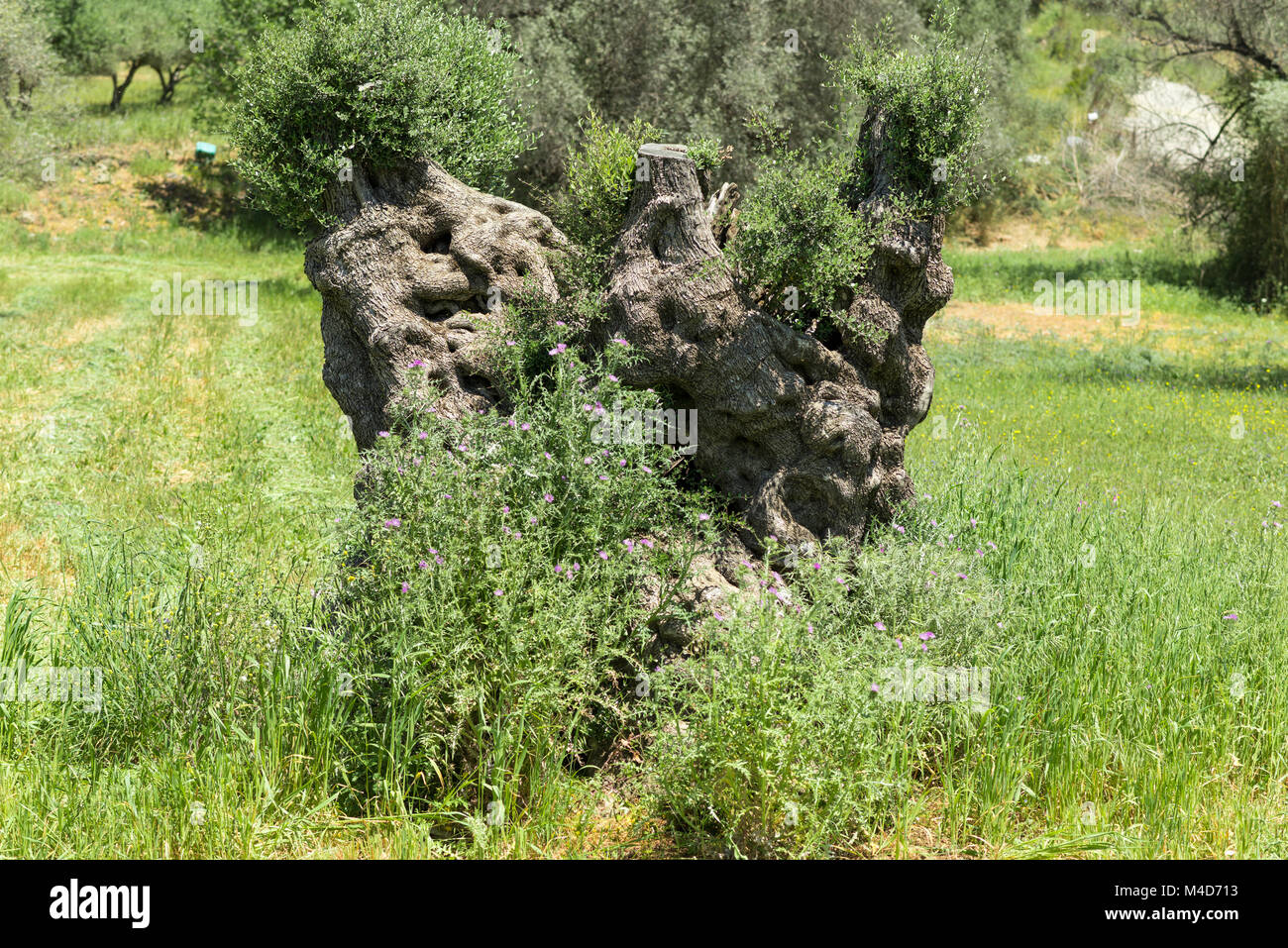 Central Crete High Resolution Stock Photography and Images - Alamy