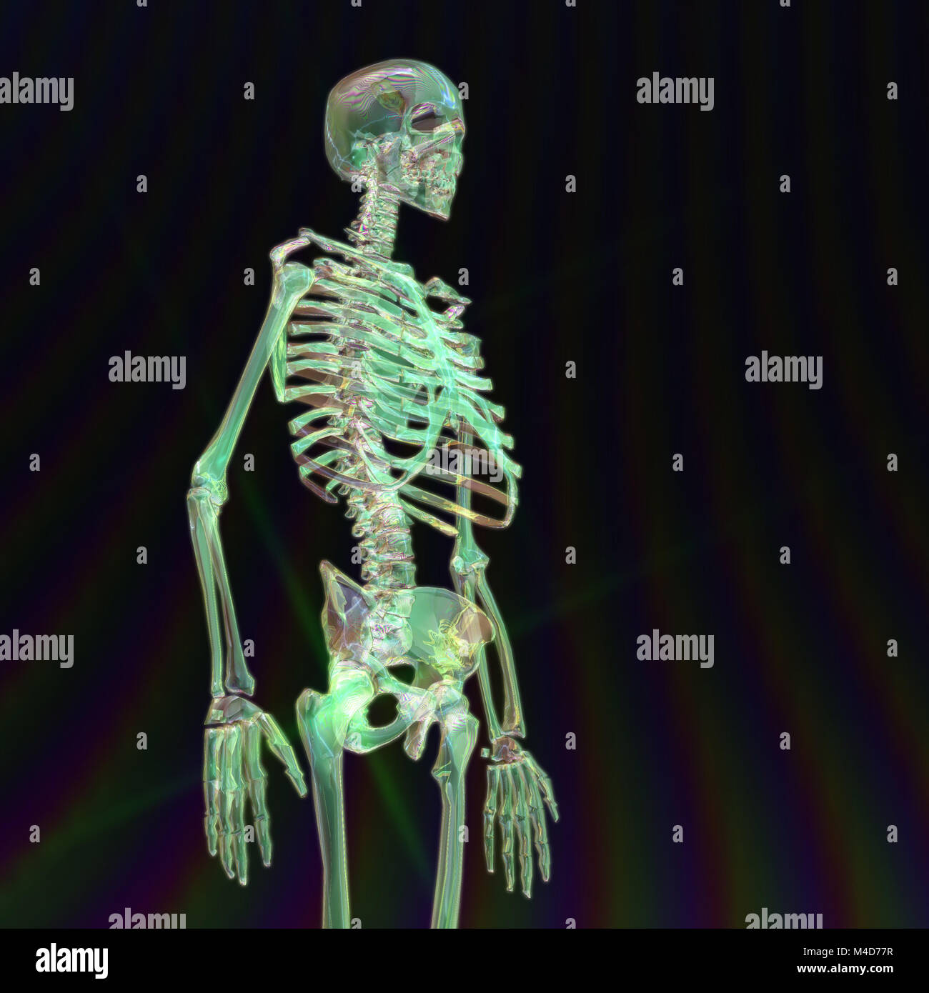 Digital 3D Rendering of a human Skeleton Stock Photo - Alamy