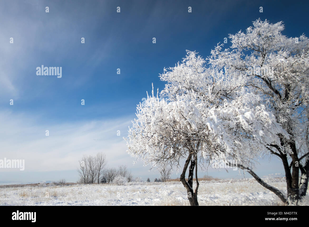 Tree covered plain hi-res stock photography and images - Alamy