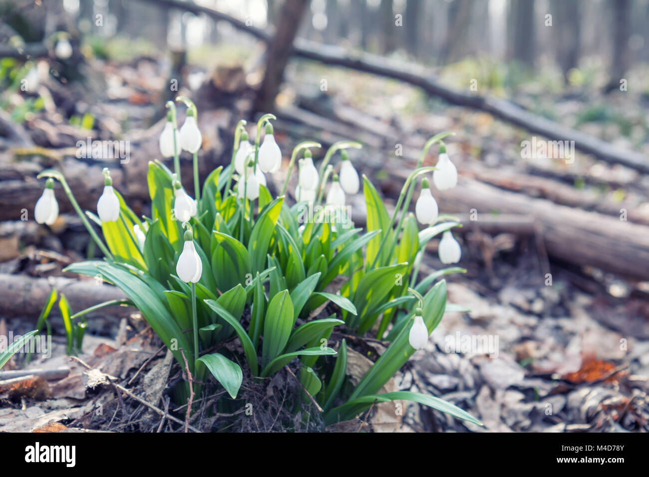 Snowdrop water hi-res stock photography and images - Alamy