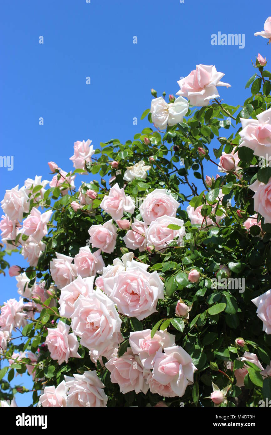 The time of roses hi-res stock photography and images - Alamy