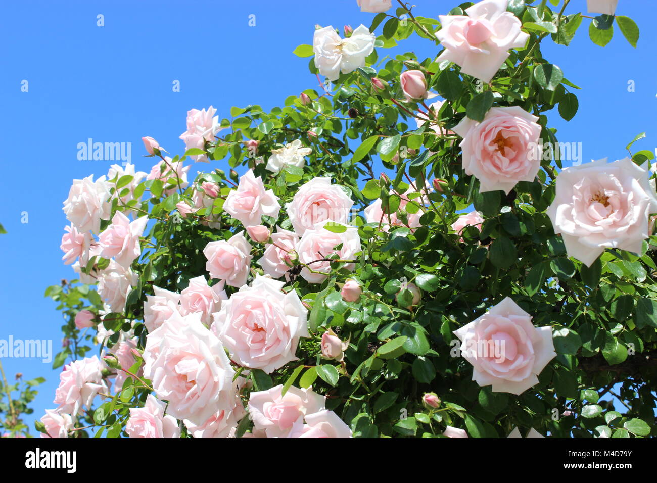 The time of roses hi-res stock photography and images - Alamy