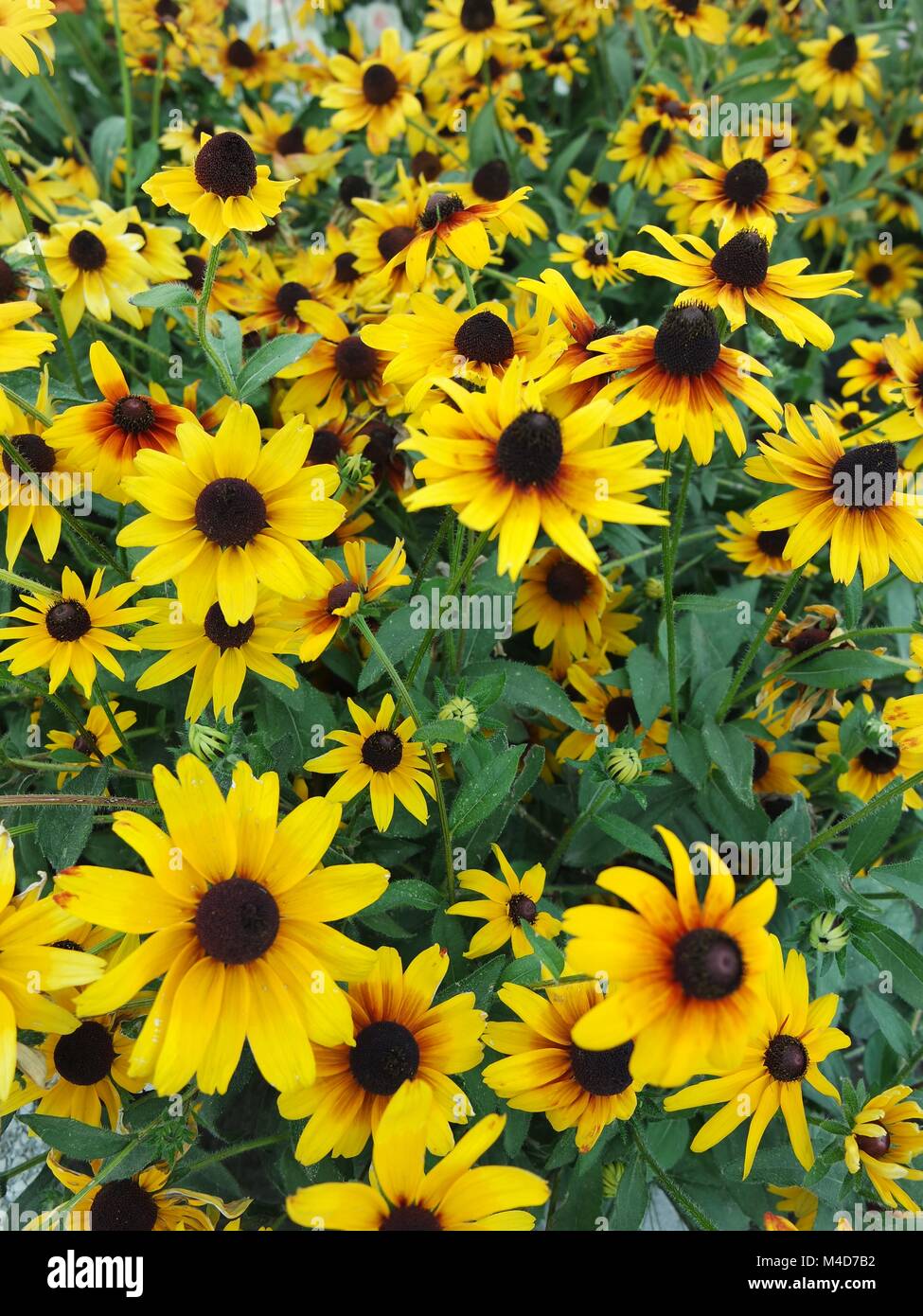 Yellow summer flowers Stock Photo - Alamy