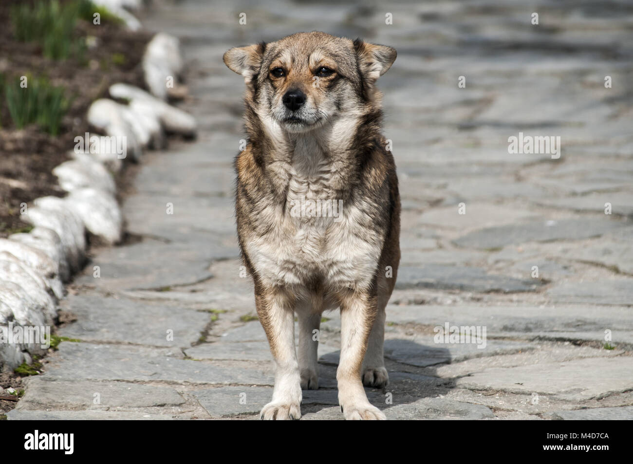 Small mogrel dog Stock Photo - Alamy