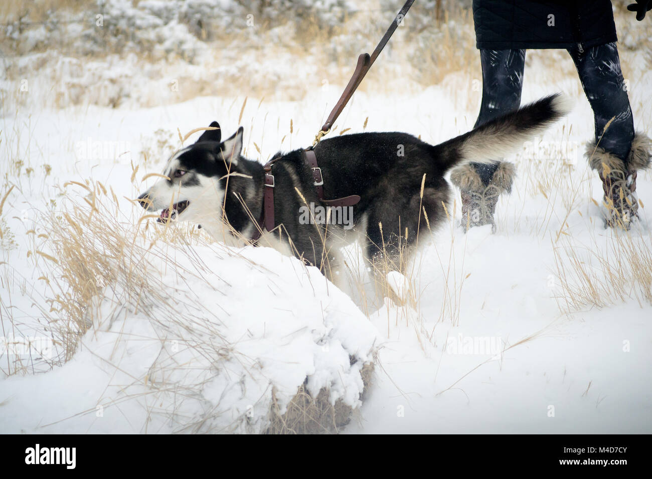 Dog romping hi-res stock photography and images - Alamy