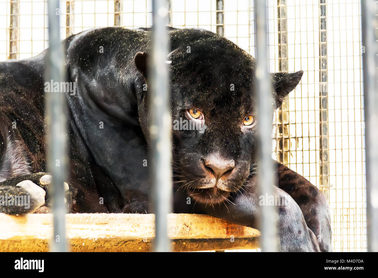Sad black panther in zoo cage Stock Photo - Alamy
