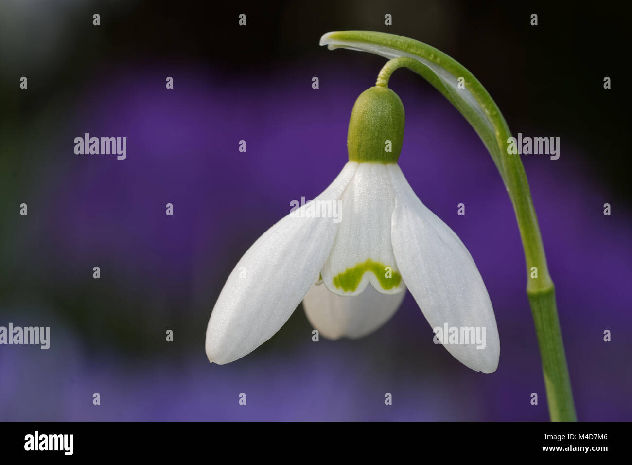 Snowdrop and crocus galanthus hi-res stock photography and images - Alamy