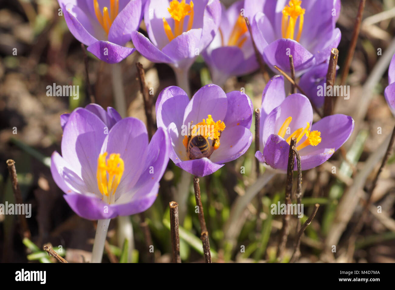Crocus tommasinianus, Woodland crocus, with bee Stock Photo - Alamy