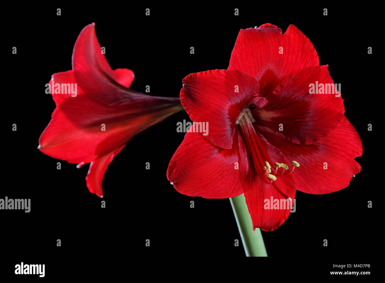 Red and black flower hi-res stock photography and images - Alamy