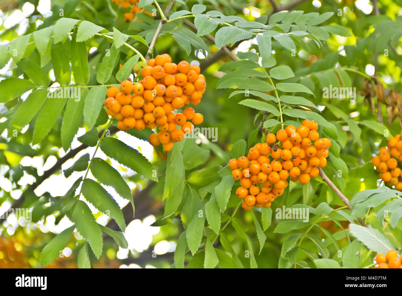 Rowanberry branch hi-res stock photography and images - Alamy