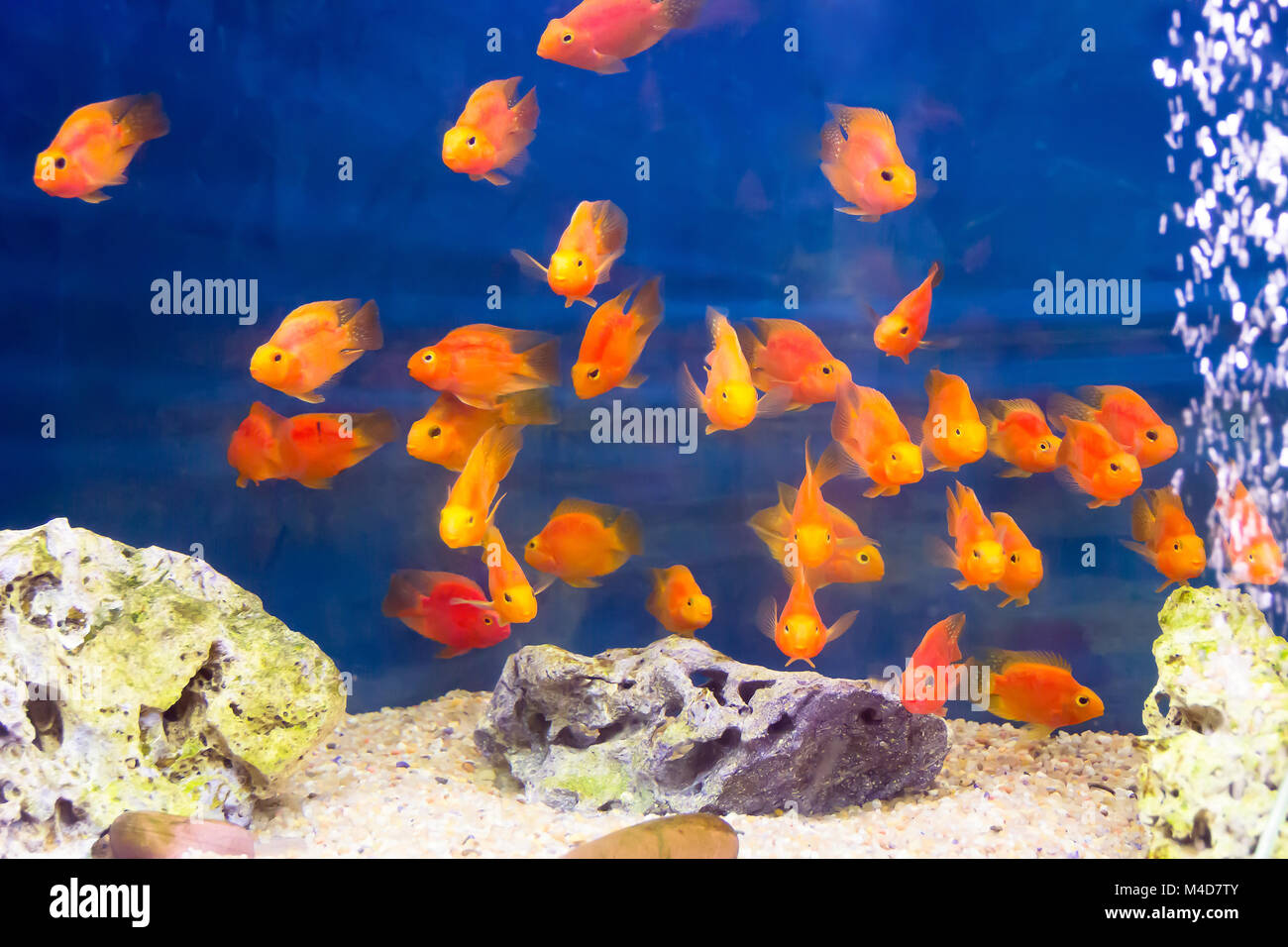 Group of orange red parrot cichlid Stock Photo - Alamy