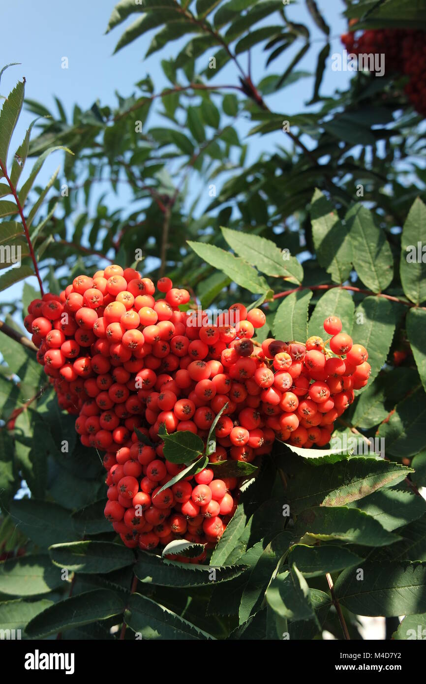 Rowan rowanberry hi-res stock photography and images - Alamy