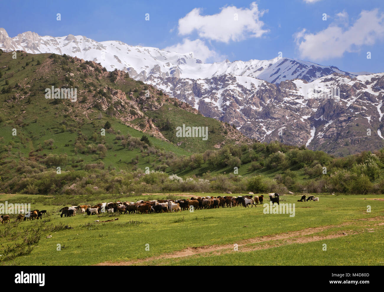 Chimgan mountains, Uzbekistan Stock Photo - Alamy