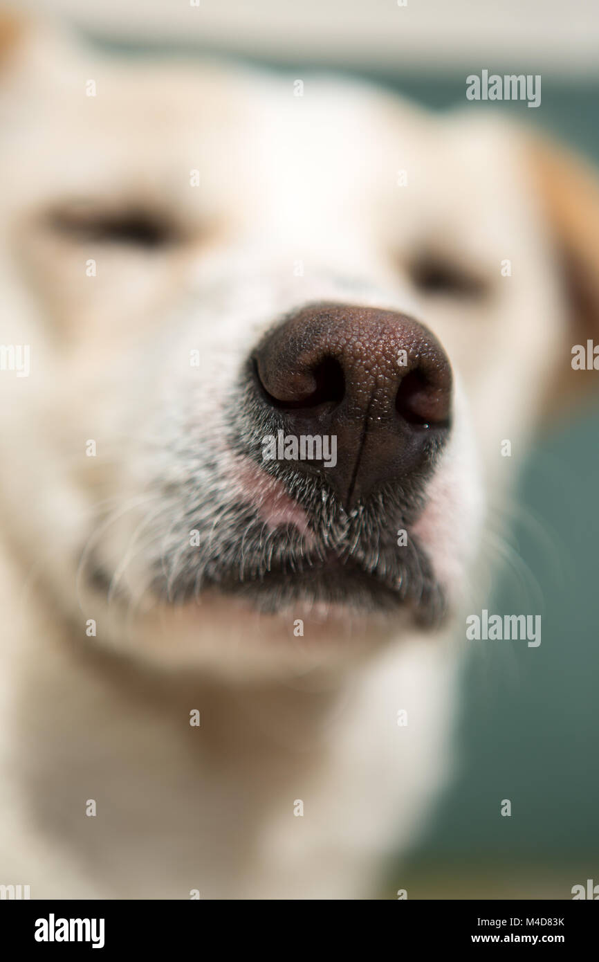 Dog with scar hi-res stock photography and images - Alamy