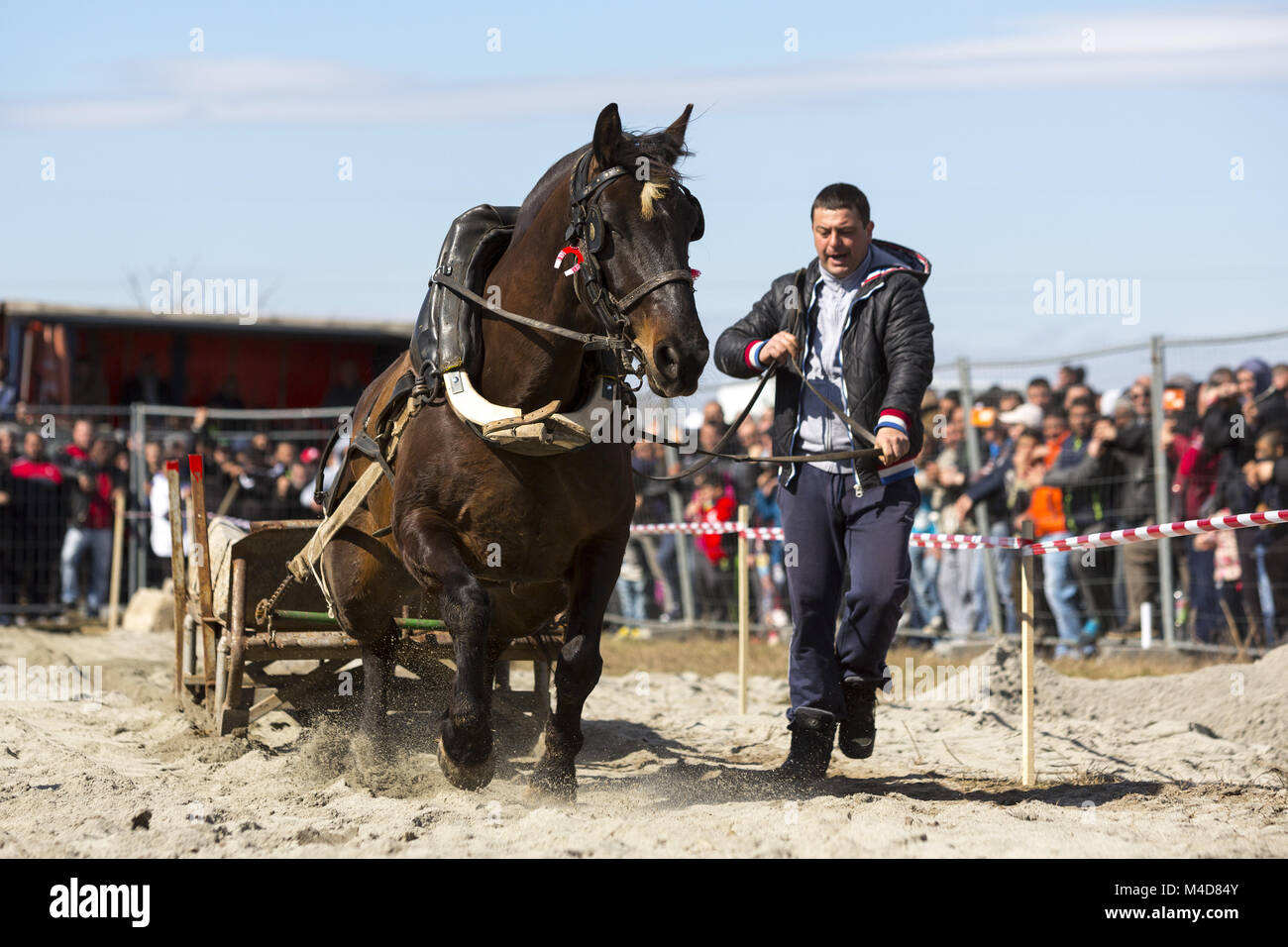 Horse pulling heavy load hi-res stock photography and images - Alamy