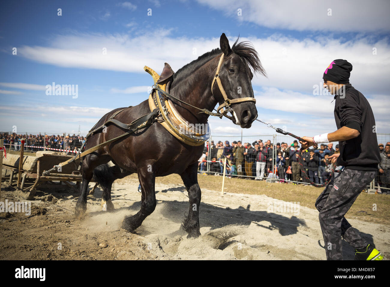 Horse pulling heavy load hi-res stock photography and images - Alamy