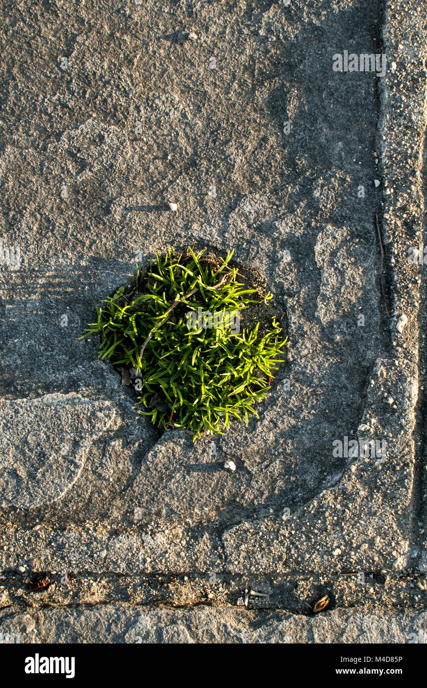 Tuft of grass in stone slab Stock Photo - Alamy