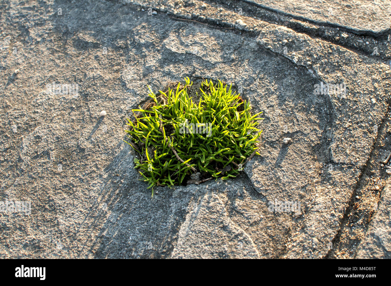 Tuft of grass in stone slab Stock Photo - Alamy
