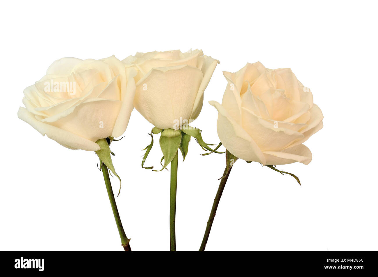 Three creamy roses on white Stock Photo - Alamy