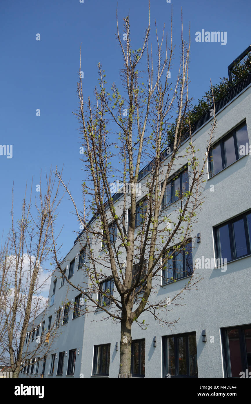 Acer platanoides Columnare, Fastigiate Norway Maple Stock Photo - Alamy