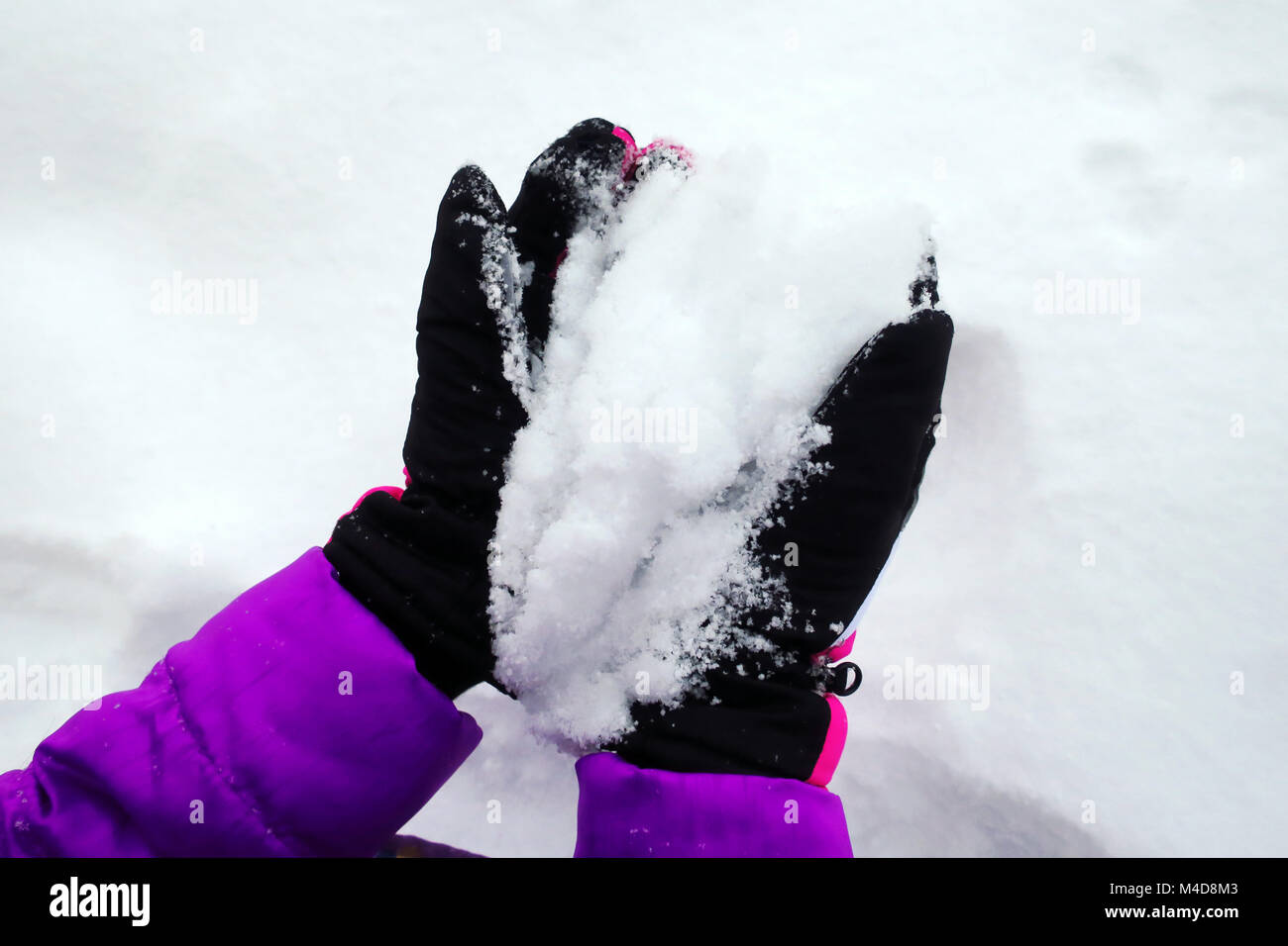 A little girl in a purple coat and pink gloves scooping up snow in her ...