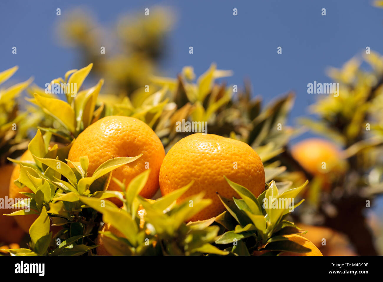 Citrus tree hi-res stock photography and images - Alamy