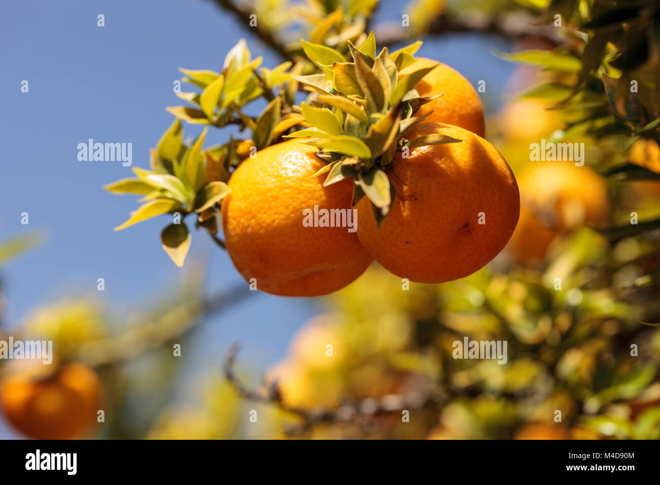 Citrus tree hi-res stock photography and images - Alamy