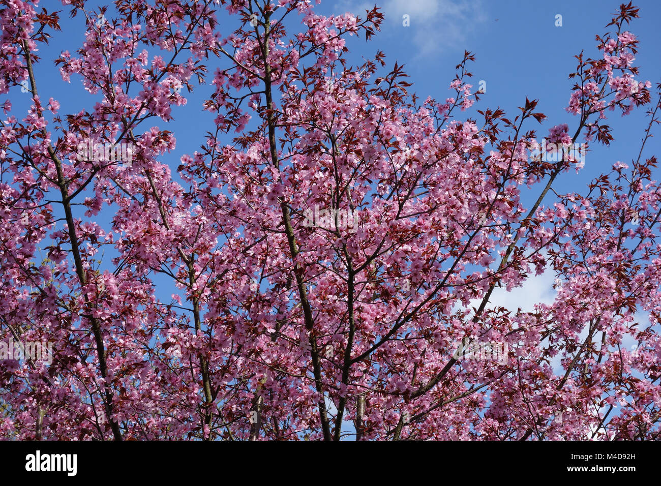 Prunus cerasifera Nigra, Redleaved Cherry Plum Stock Photo - Alamy