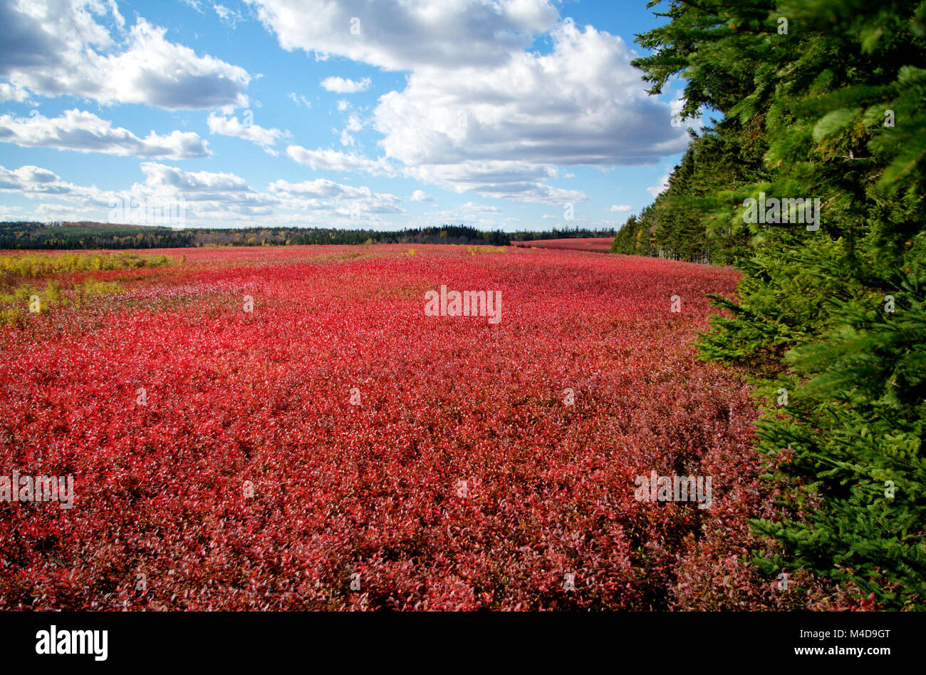 Blueberry fields in the fall in New Brunswick Stock Photo - Alamy