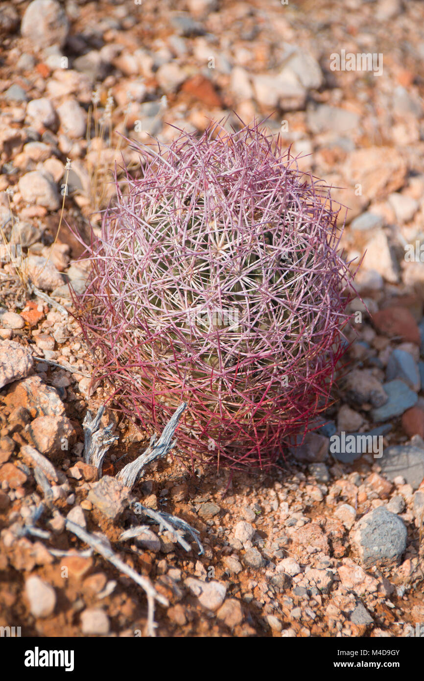 Johnson’s Pineapple Cactusin the lake mead national recreation area ...