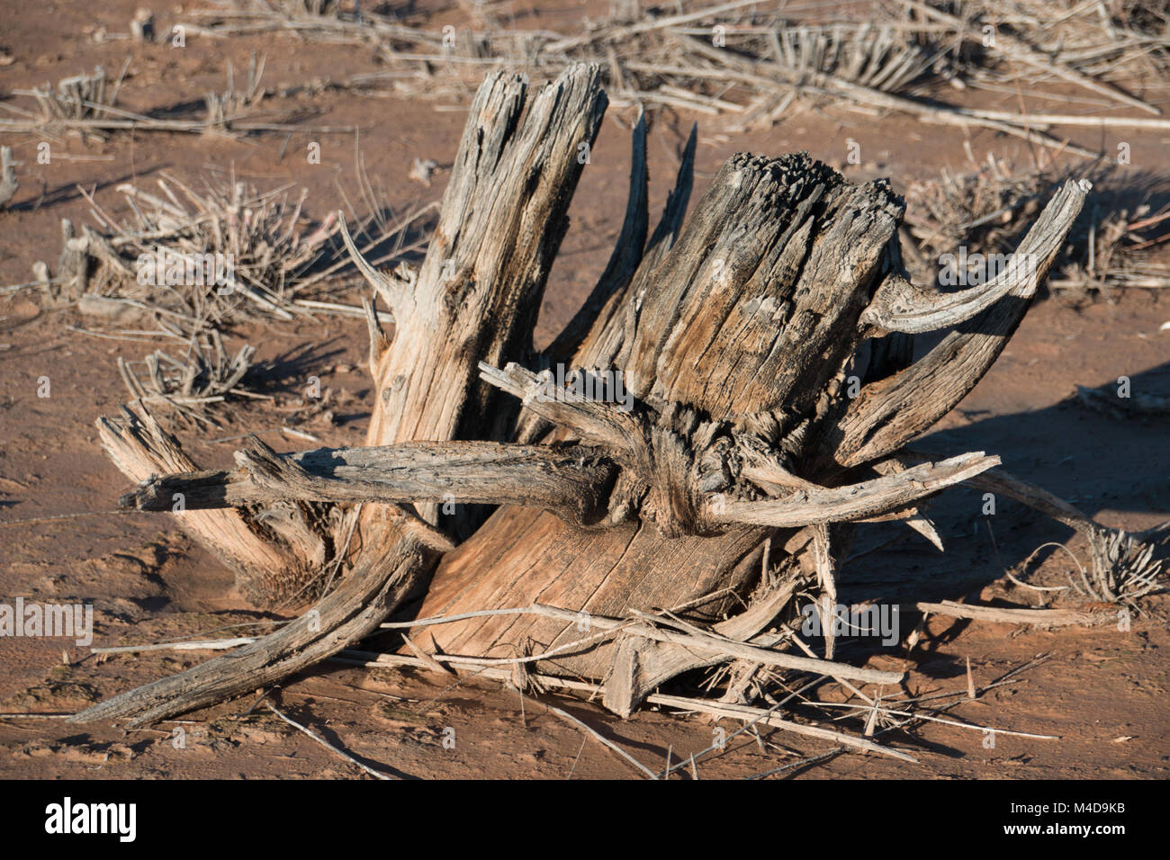 Old dead wooden tree trunk in the desert Stock Photo - Alamy