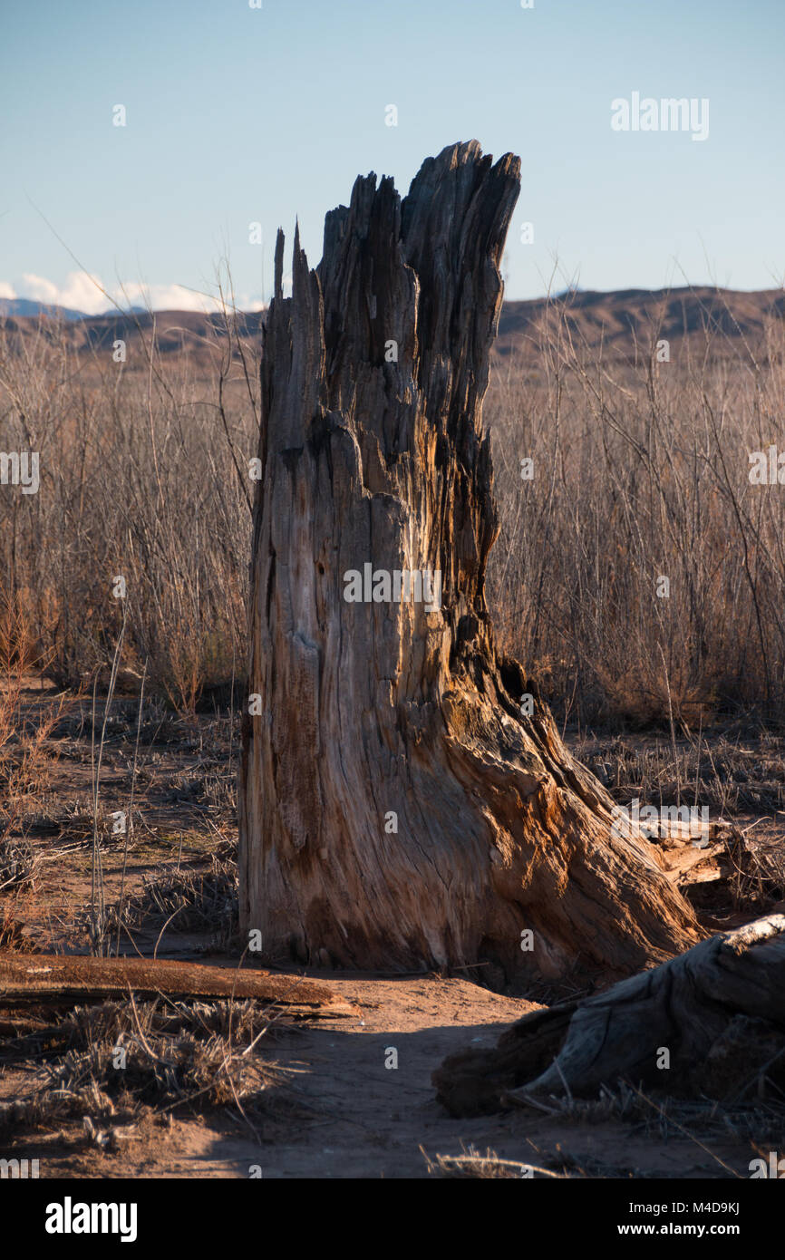 Old dead wooden tree trunk in the desert Stock Photo - Alamy