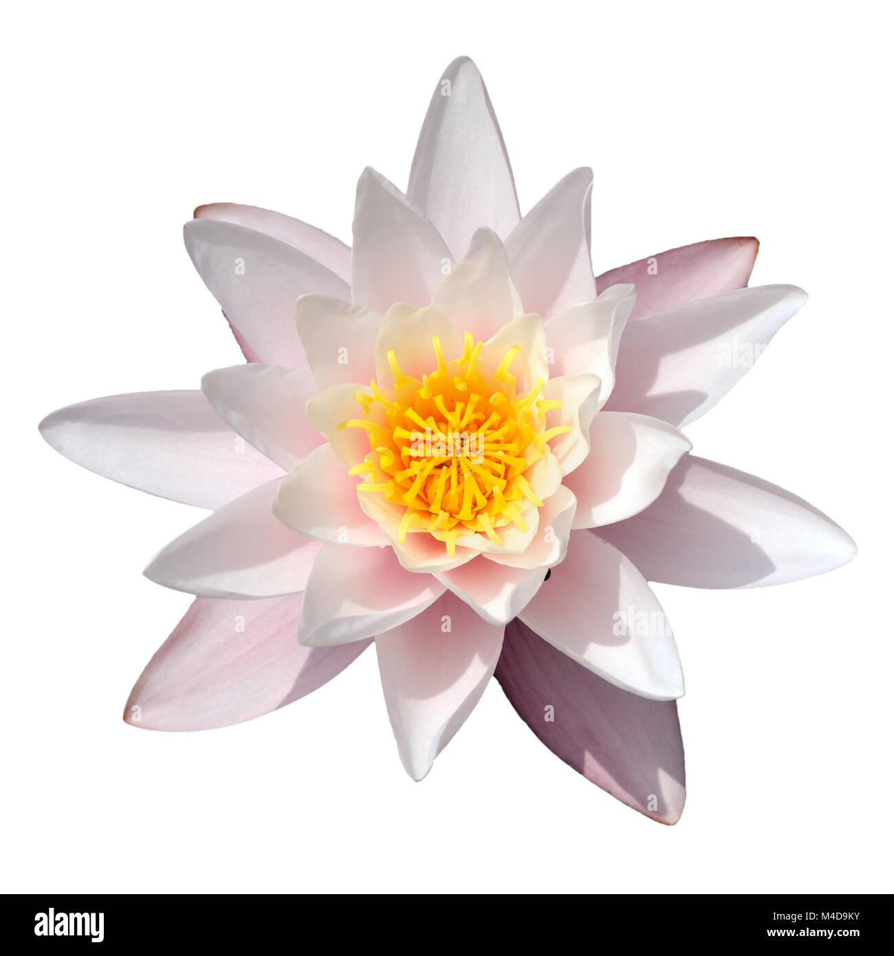 Large flower petals Cut Out Stock Images & Pictures - Alamy