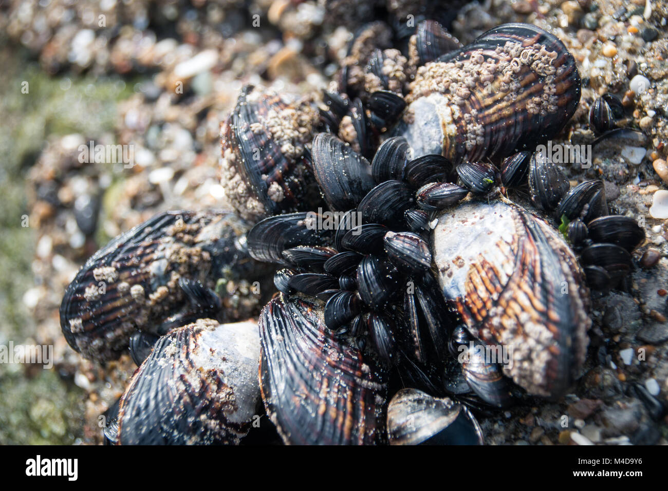 Shells growing on a rock at the beach Stock Photo - Alamy