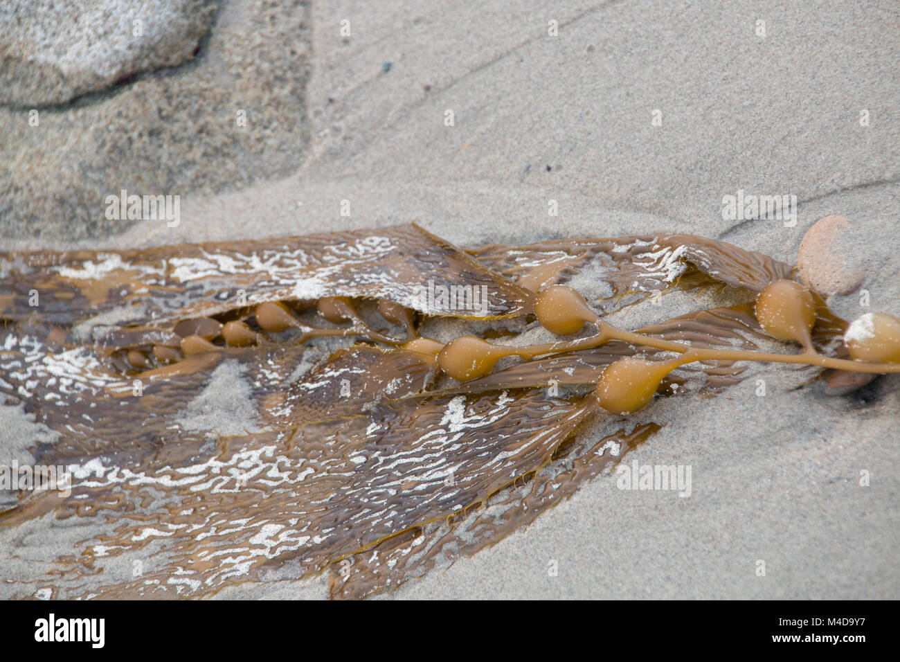 Kelp on beach hi-res stock photography and images - Alamy