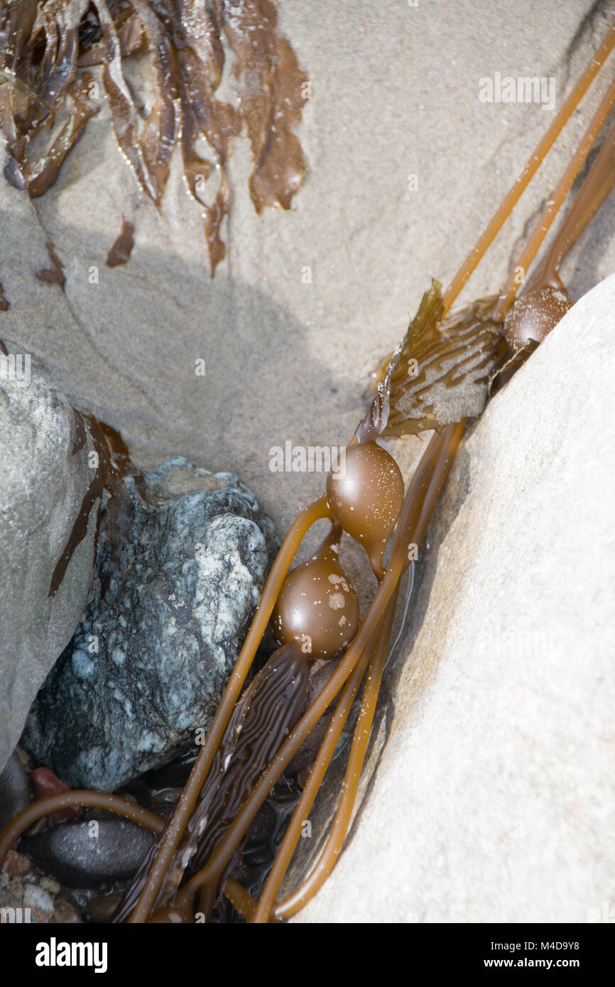 Kelp on beach hi-res stock photography and images - Alamy